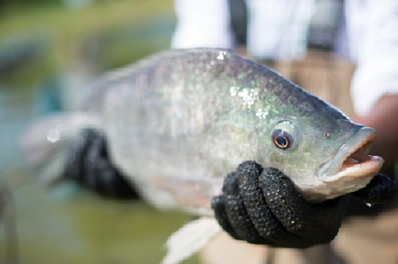 Saúde intestinal e resposta imunológica de peixes melhoram com aditivos ...