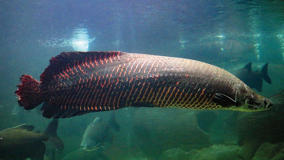 Agronorte leva linha completa de rações para peixes ao IFC Amazônia, em ...